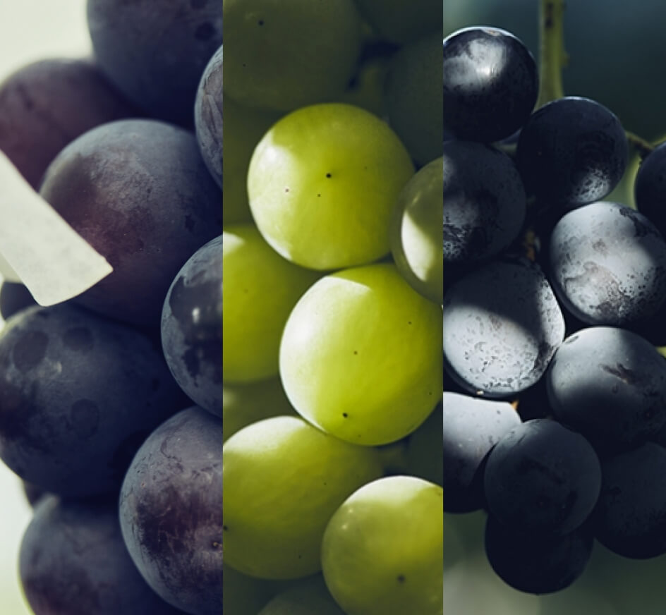 GRAPE TRIO A | BUAH-BUAHAN - Buah-buahan Premium Jepun yang kering ...