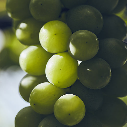 MUSCAT OF ALEXANDRIA | FRUITEST - Rare-dried Japanese Premium Fruits.