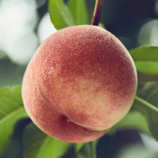 SAKURA PEACH | FRUITEST - Rare-dried Japanese Premium Fruits.